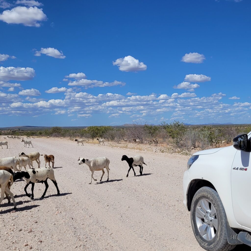 Kalahari Car Hire – Fleet of 4×4 rental cars